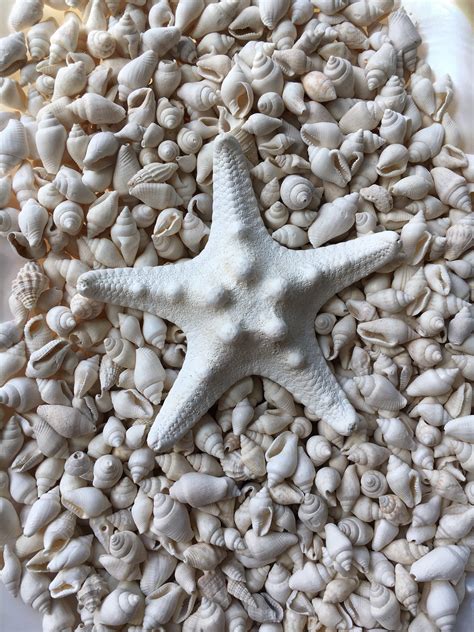 Nassa Shells 14cm 1cm White Nassa Shells Small Shell Etsy