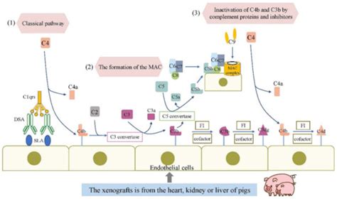 Advances in Innate Immunity to Overcome Immune Rejection during Xenotransplantation