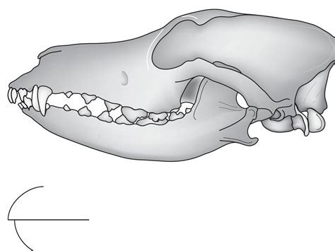 9 Mandibular Brachygnathic Bite The Mandible Is Too Short