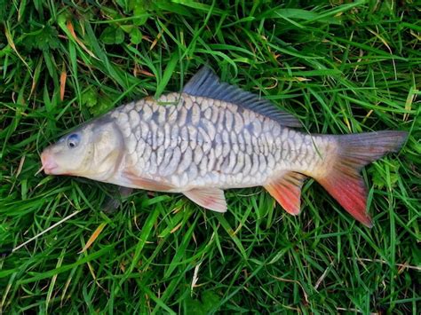 Premium Photo Close Up Of Fish In Grass