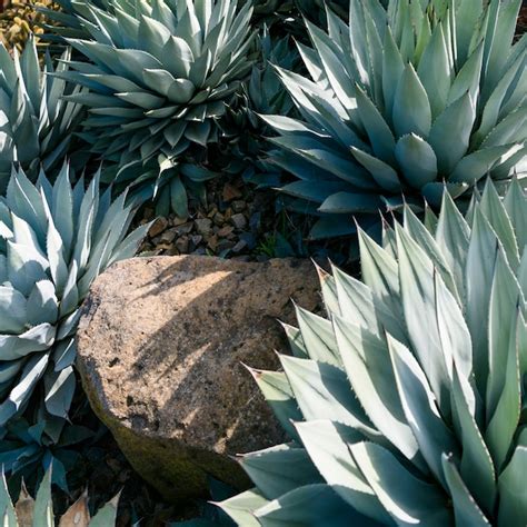 13 000 Giant Agave Pictures