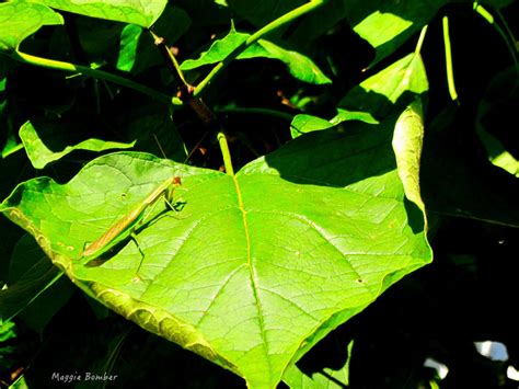 Primantis On A Catalpa Leaf By Lark Catalpa Royal8 On Deviantart
