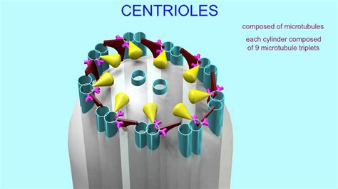 Centrioles Function