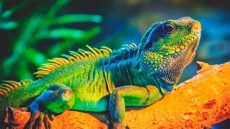 Iguana Karakteristik Habitat Makan Dan Reproduksi