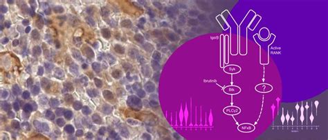 Labor Buchner Institut Für Klinische Chemie Und Pathobiochemie