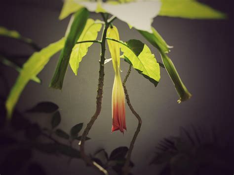 小号手 花 春天 Pixabay上的免费照片 Pixabay