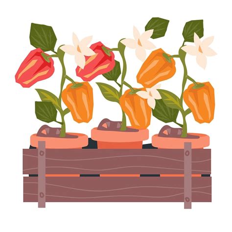 Sweet Bell Pepper Plant Growing In Flowerpots Flat Vector Isolated On