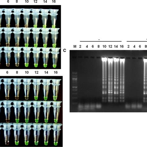 Mg²⁺ Optimization For Loop Mediated Isothermal Amplification Lamp Download Scientific