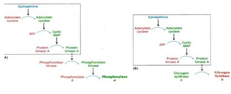 carbon structure of amino acids usage in glucose synthesis from protein