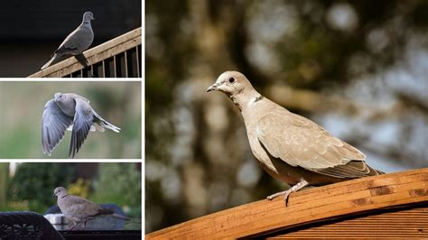Eurasian Collared Dove Identification Behavior Range Lifecycle