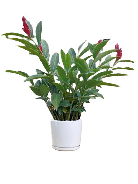 Red Ginger Plant Thai Garden Design