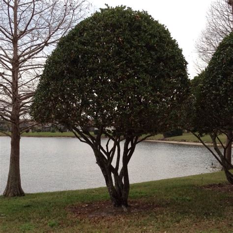 Odd Shaped Trees In Ocoee Fl Tree Ocoee Tree Trunk