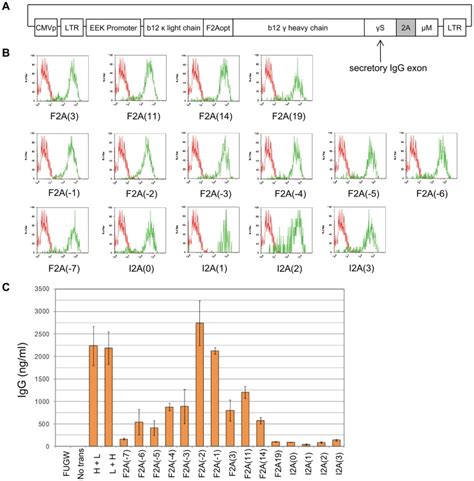 A Schematic Representation Of The Chimeric B12 Iggm Molecular Download Scientific Diagram