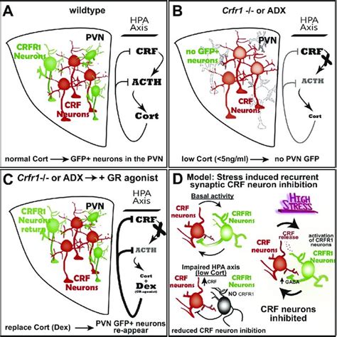 An Intra Pvn Crf Signaling Microcircuit Crfr1 Expression Is Positively