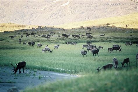 12 National Parks With More Wildlife Than Visitors And Thats A Good