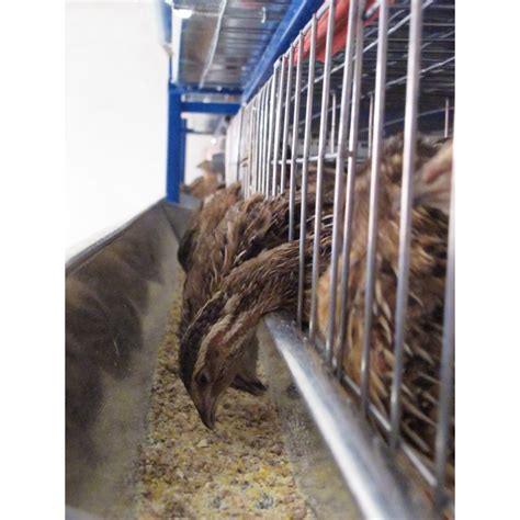 Modul 5 Nivele Cu Custi De Prepelite 90 Cm