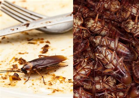 Massive Cockroach Outbreak In Sa Here Is What You Need To Know