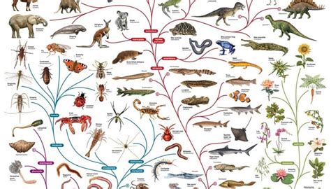 Tree Of Life Evolution