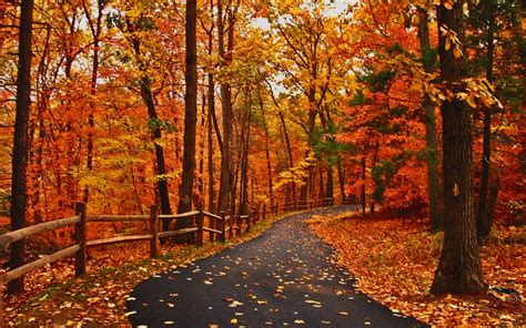 Download Enjoy The Beautiful Foliage Of Fall During October