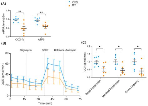 Mitochondrial Dysfunction In Lung Resident Mesenchymal Stem Cells From