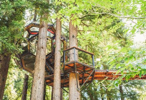Treehouse Platform Innovative Design In Nature