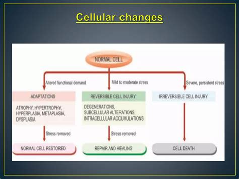 Cellular Adaptations Pptx