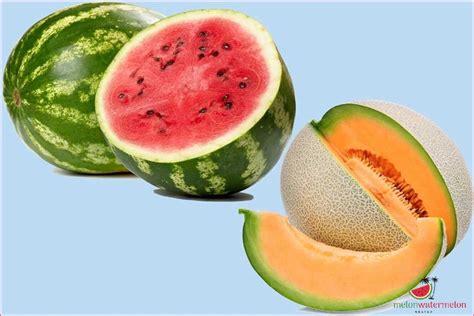 Watermelon Vs Melon Understanding The Differences Updated January