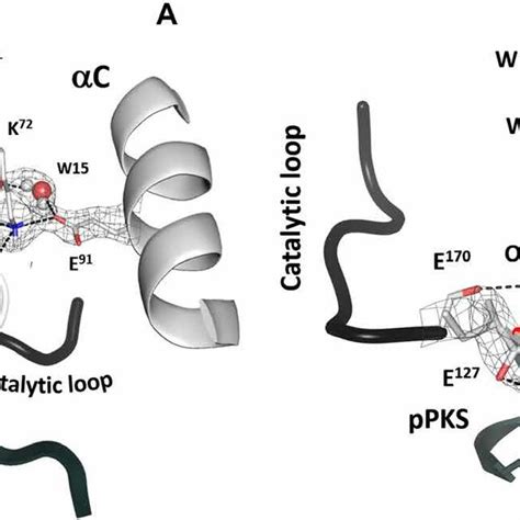 Nucleotide Binding Site And Its Convergence With The P 3 Site Of The