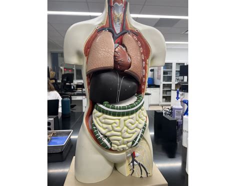 Digestive System Model Quiz
