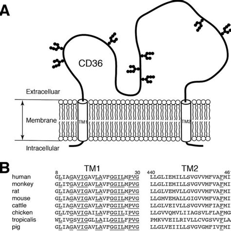 Illustration Of Structure And Sequence Alignment Of Cd36 A A Schemed Download High