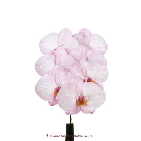 Srs1 Products Symon Agricultural Biotech Co Ltd