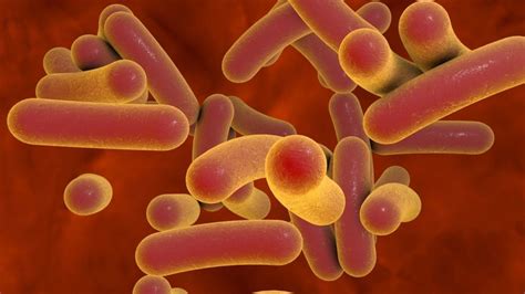 Síntomas De La Fiebre Tifoidea Y Cuáles Son Las Causas