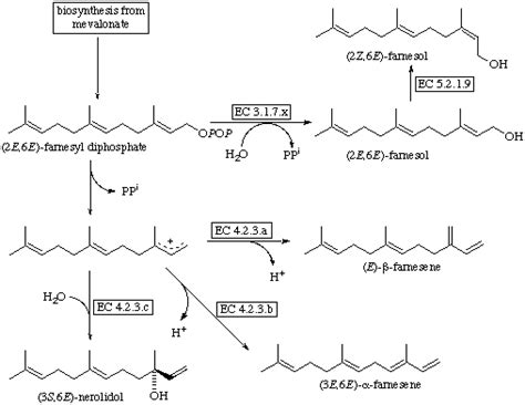 Acyclic Sesquiterpenoid Biosynthesis