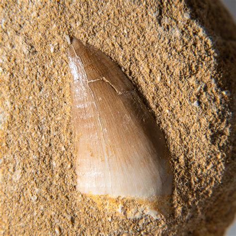 Small Mosasaurus Tooth On Matrix — Astro Gallery Of Gems