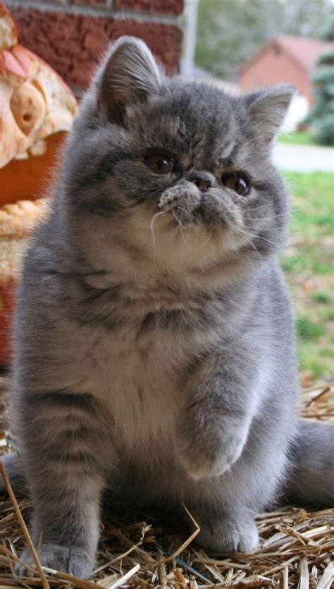 Exotic Shorthair 9gag