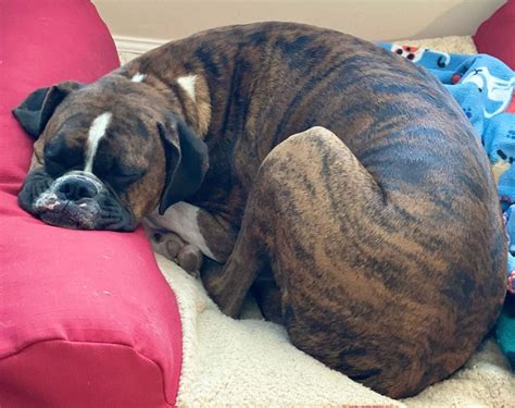 What Is A Reverse Brindle Boxer