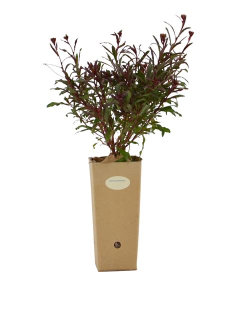 Gaura Lindheimeri Botanicaldrygarden