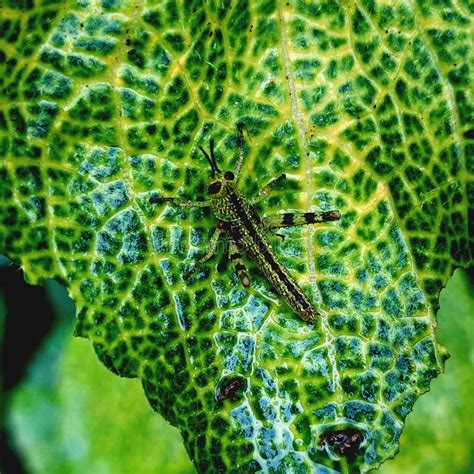 A Small Bright Green Grasshopper With Distinctive Black Stripes Perches On The Textured Surface