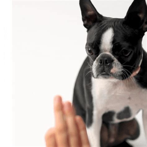 Dog High Five 
