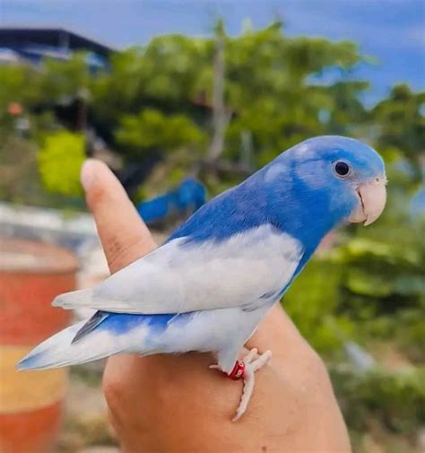 جمال البادجي 😍♥ By ‎سوق العلالقه الشعبي لي جميع انواع الطيور‎ Thank