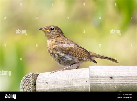 A Fledgling Robin Erithacus Rubecula Sits On A Bird Table Young Robins Will Fledge In The