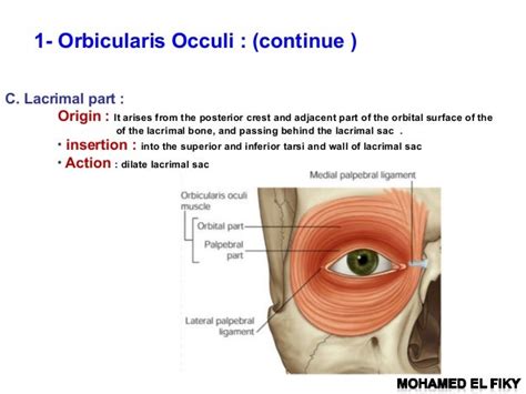 Anatomy Of The Face Face
