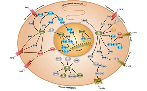 Role Of Smurf1 In Multiple Biological Networks Download Scientific Diagram
