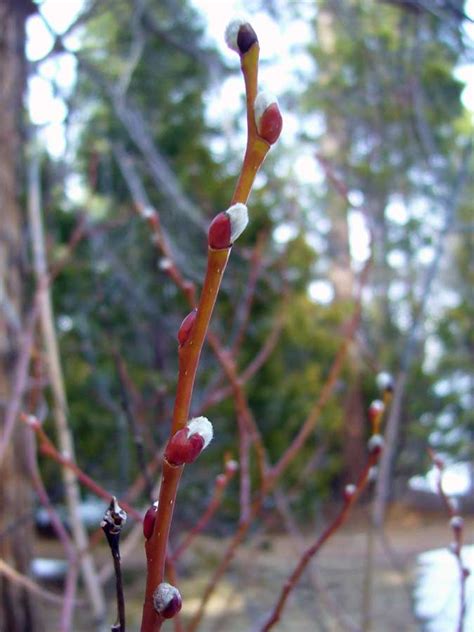 Trees Of Lake Tahoe The Deciduous Trees Beetles In The Bush