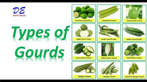 Types Of Gourds Gourds Type Green Vegetables Gourds Name In
