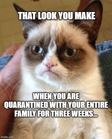 Quarantine Cat Imgflip