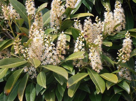 Laurel Cerezo Prunus Laurocerasus Plantas Riomoros