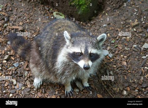 Procioni Carini Immagini E Fotografie Stock Ad Alta Risoluzione Alamy