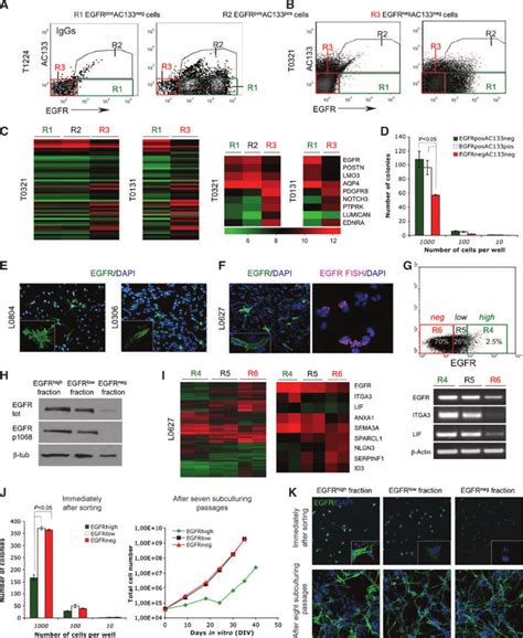 Egfr Expression Identifies Gbm Subpopulations With Distinctive Gene