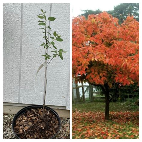 Common Persimmon Tree